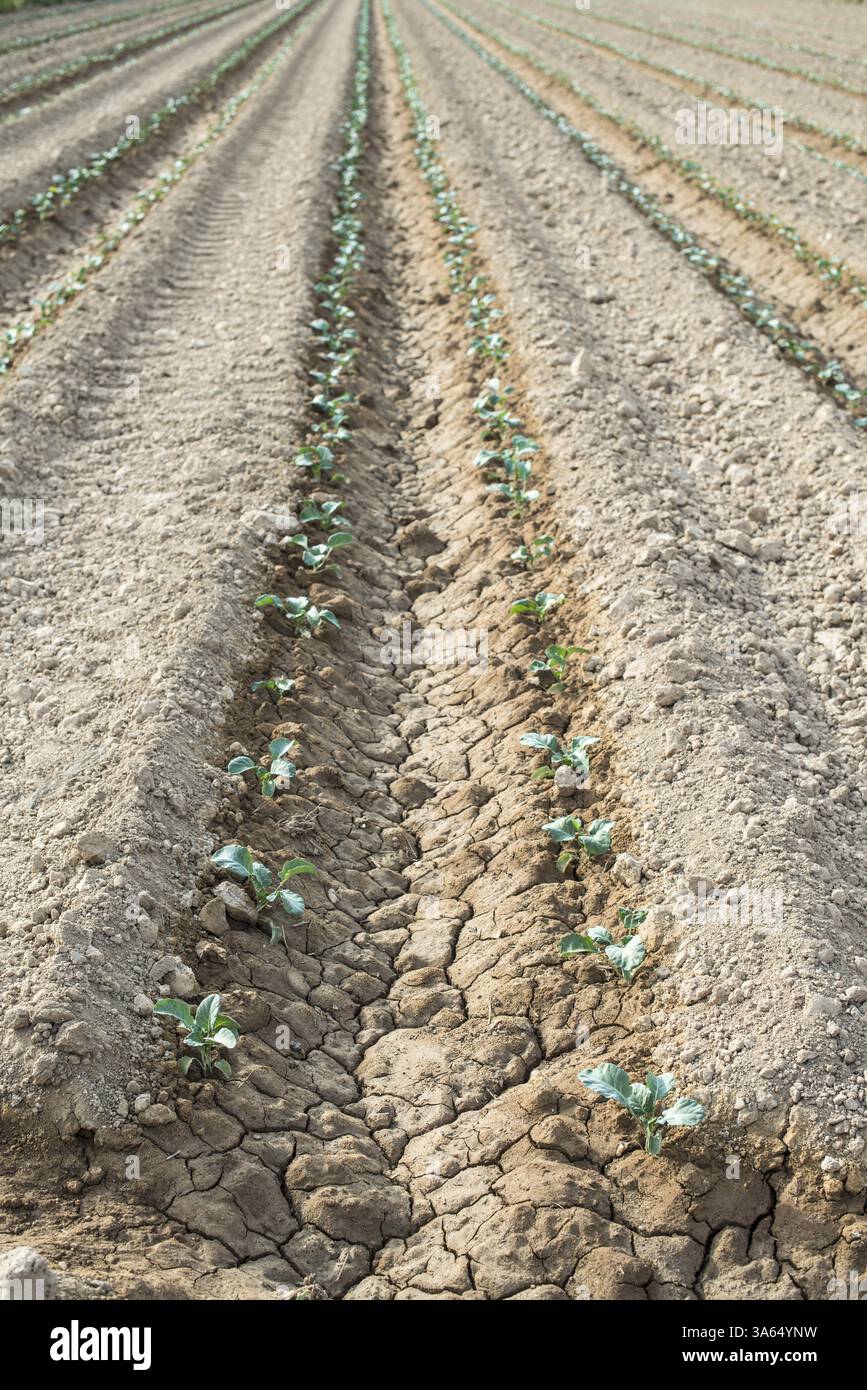 Small planted cabbage in row. Young plants Stock Photo - Alamy