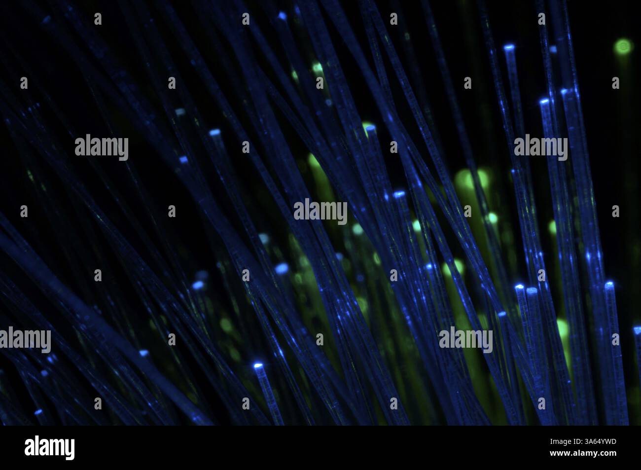 Optical fibers of fiber optic cable. Internet technology.Blue color ...