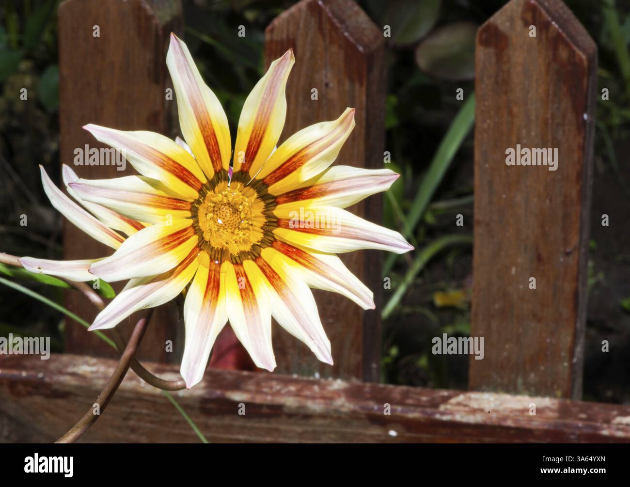 Red, white and yellow flower. Dark background Stock Photo - Alamy