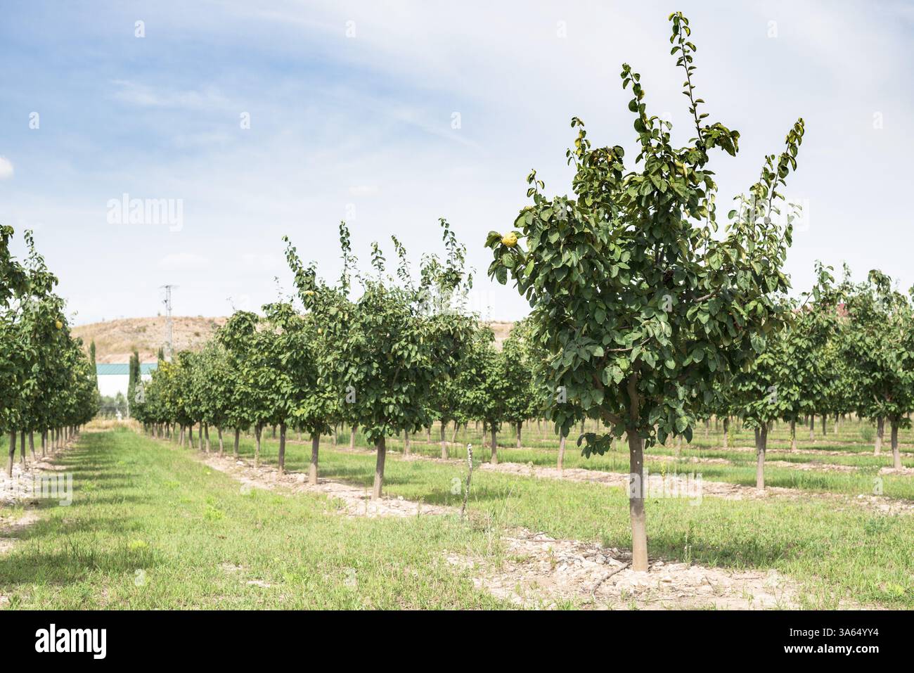 Quince orchard. Quince trees Stock Photo - Alamy