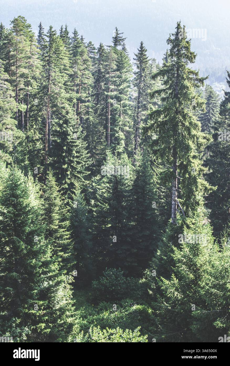 Green fir forest landscape Stock Photo - Alamy