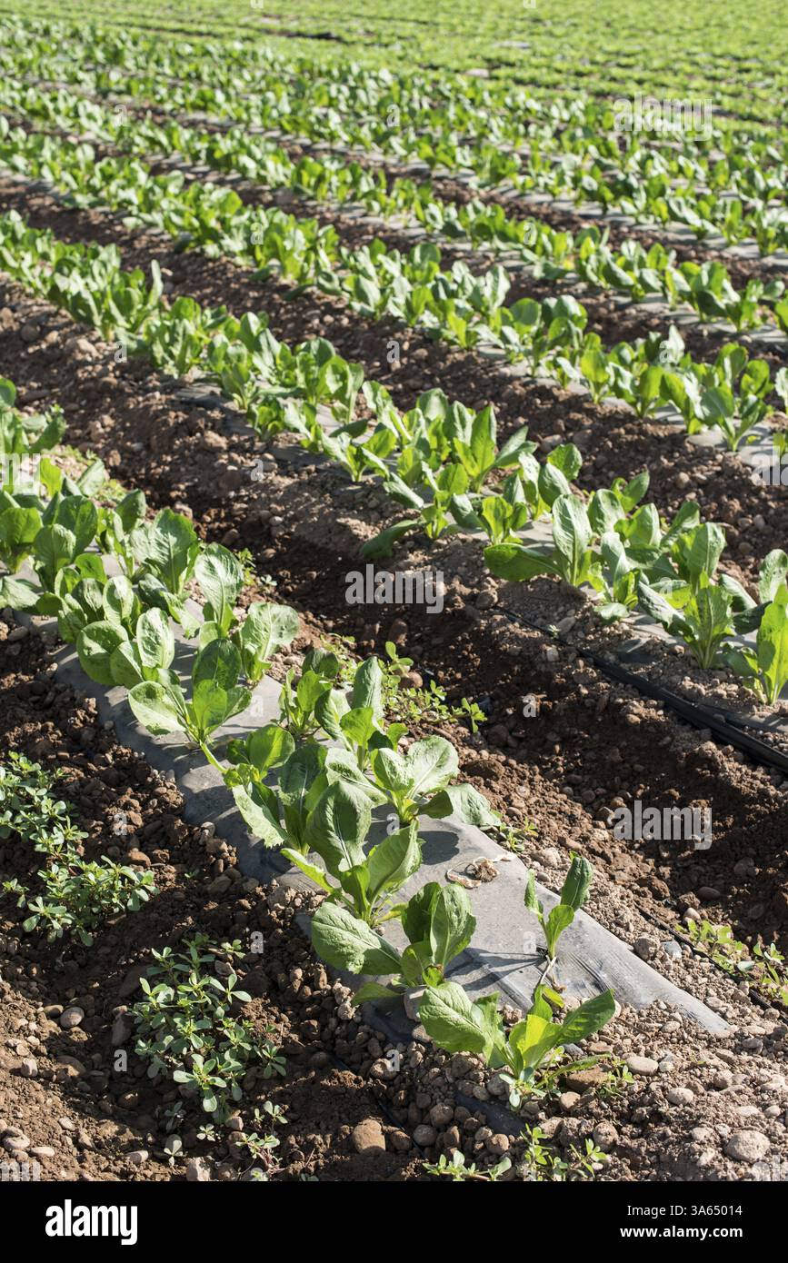 Lettuce field in rows. Sunny day Stock Photo - Alamy