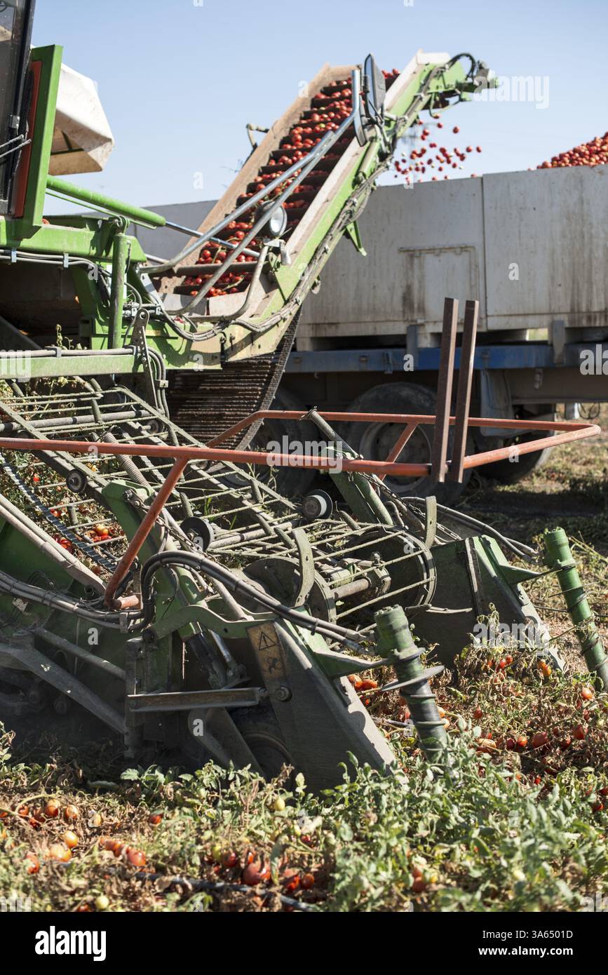 Vegetables harvester hi-res stock photography and images - Alamy