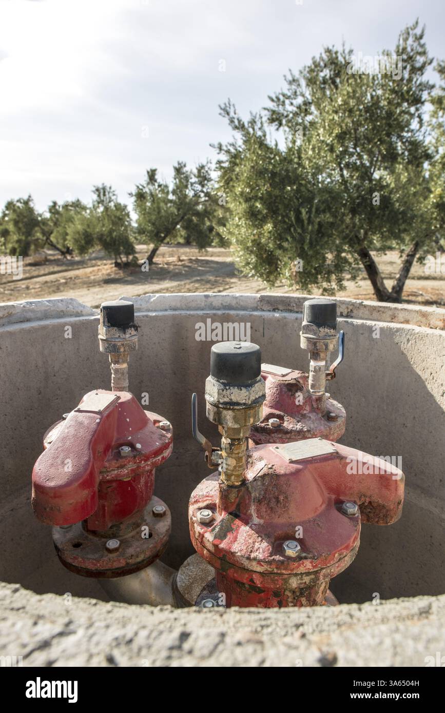 Olive trees and irrigation systems Stock Photo - Alamy