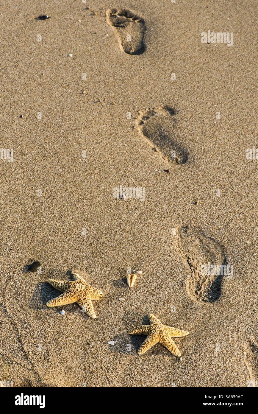 Food steps on the beach. Sun light Stock Photo - Alamy