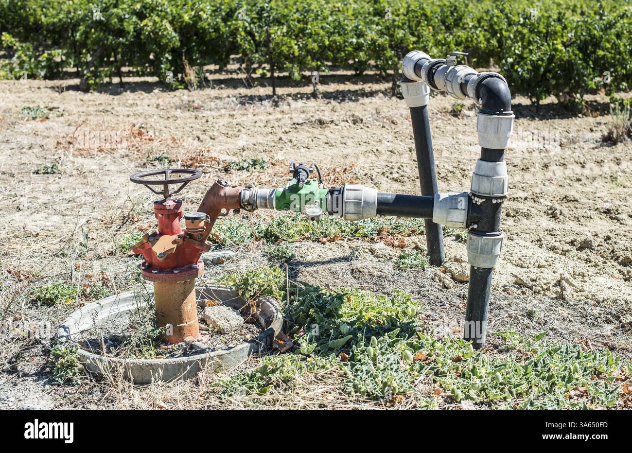 Dripping vine hi-res stock photography and images - Alamy