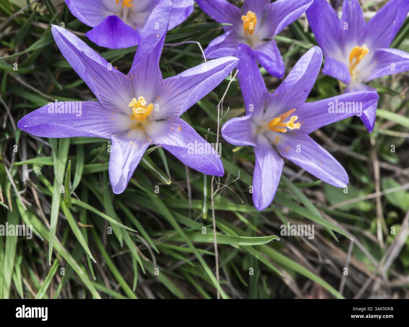 Close up blue crocus on sun light. Violet colours Stock Photo - Alamy