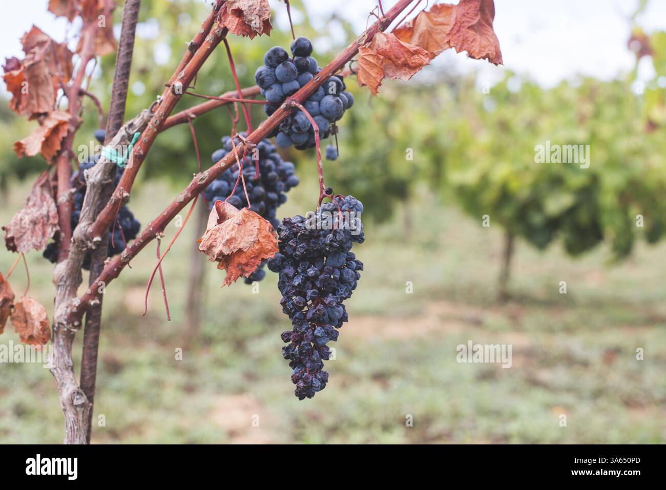 Blue grapes in the array Stock Photo - Alamy