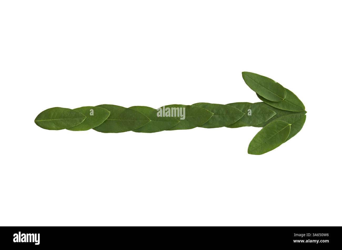Natural leaf arrow. Leaf made. Isolated on white Stock Photo - Alamy
