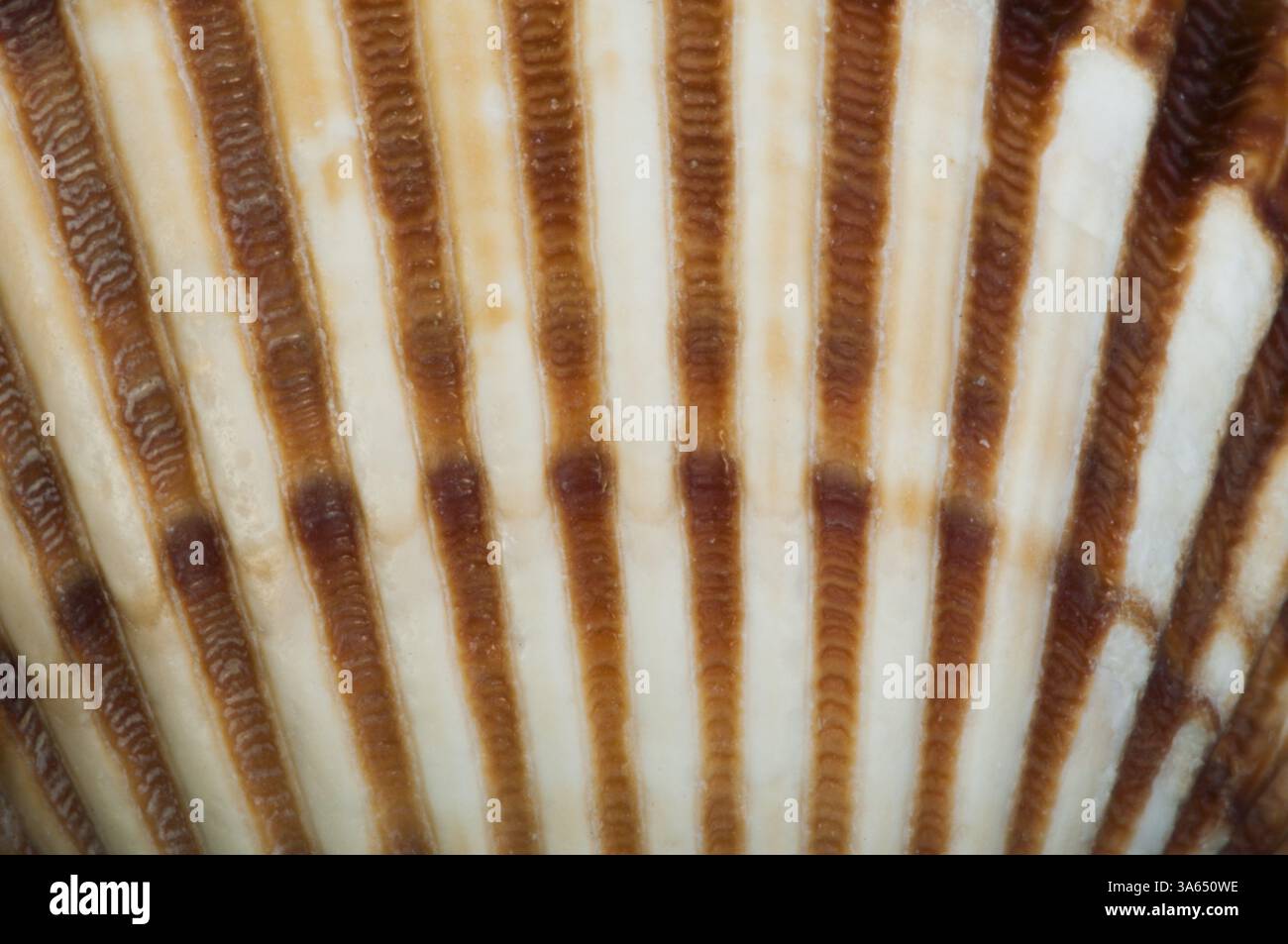 Part of shell very close up for background. Sea shell texture Stock ...