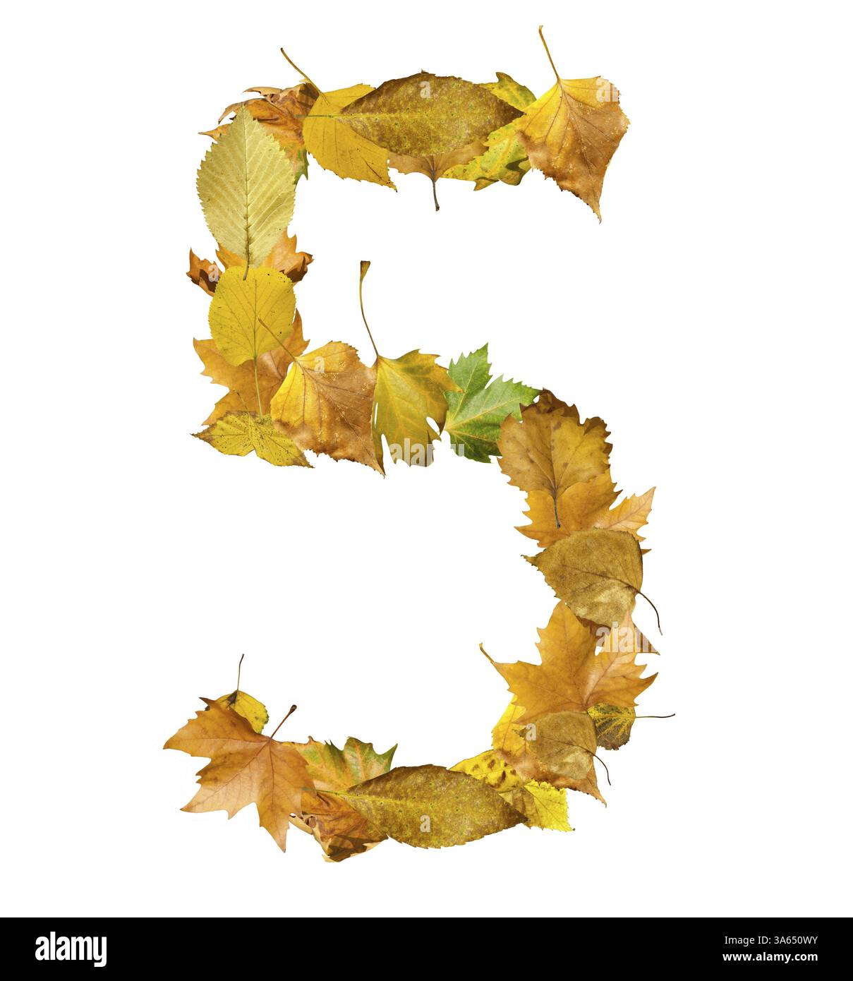 Number five made of autumn leaves. White isolated Stock Photo - Alamy