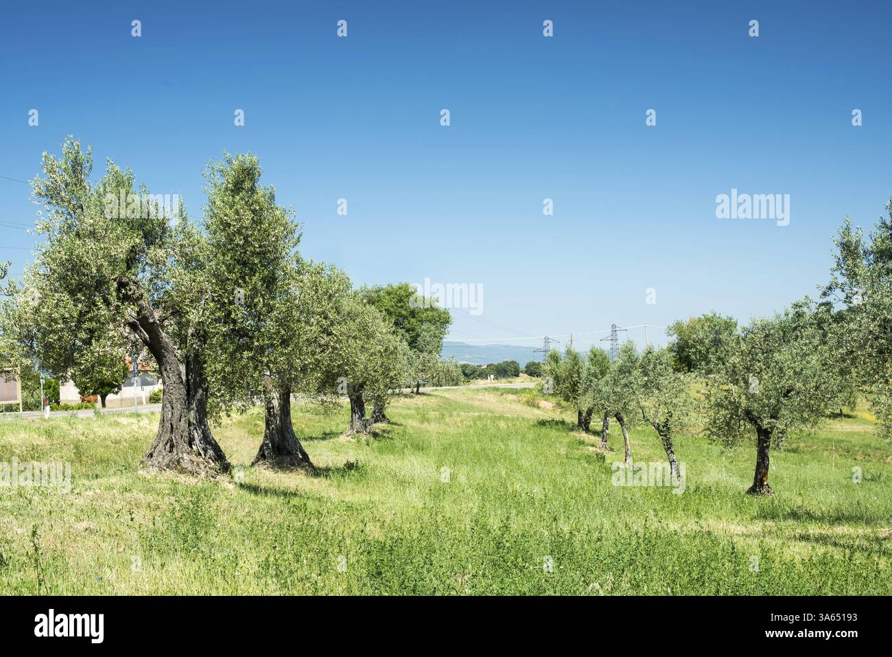 Olive trees in Italy, Tuscany Stock Photo - Alamy
