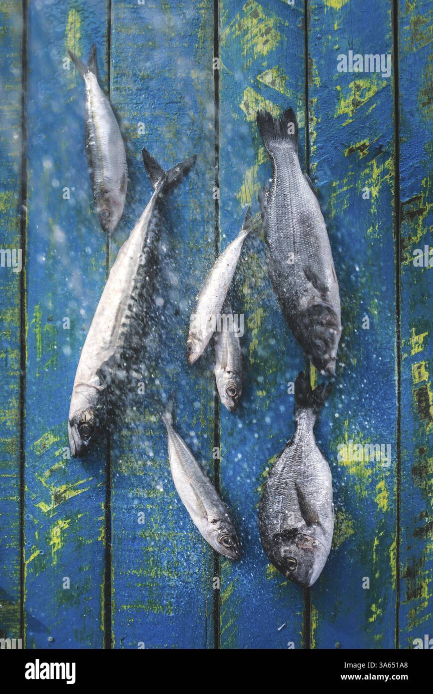 Wash fish. Sea bream, sea bass, mackerel and sardines. Bulgaria ...