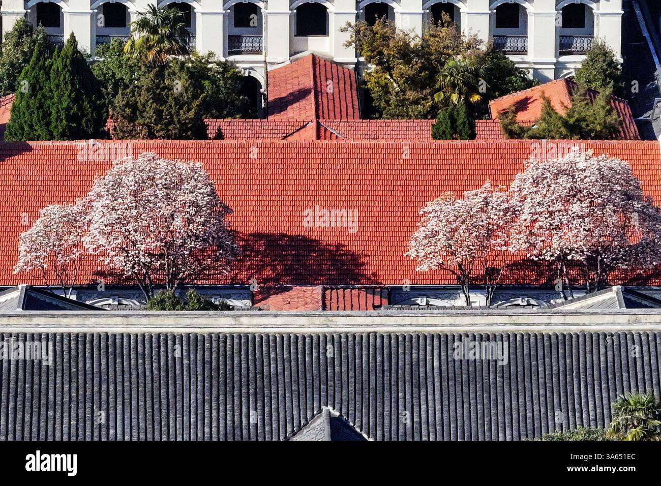 Nanjing,China.21th March 2025. Magnolia flowers are in full bloom at ...