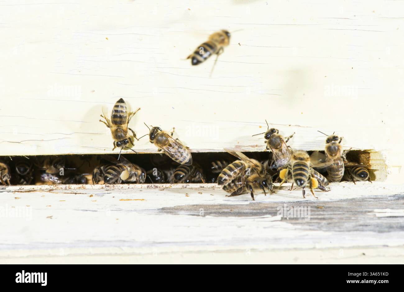 Enter bee hive hi-res stock photography and images - Alamy