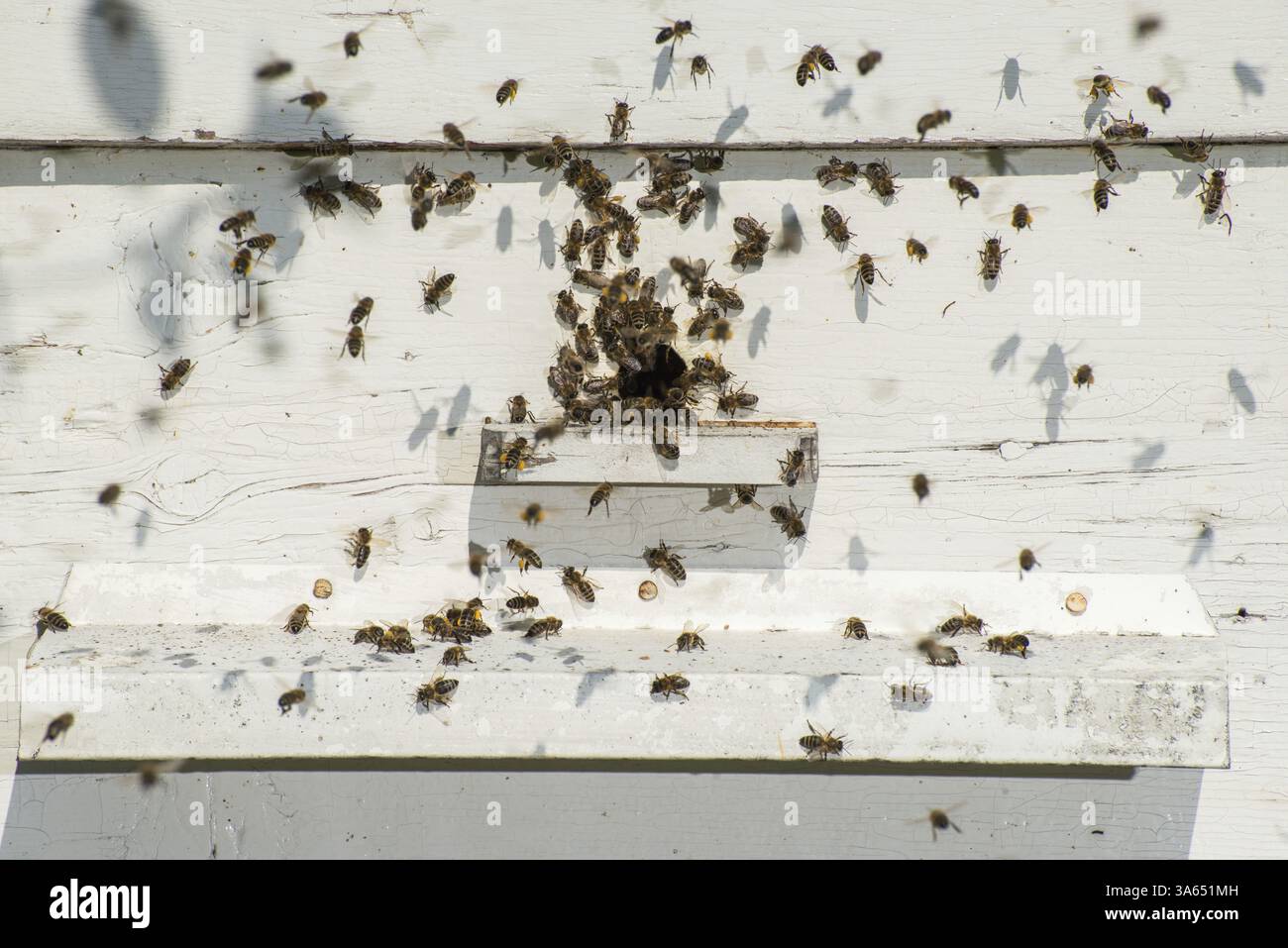 Bees entering the hive. White beehive Stock Photo - Alamy