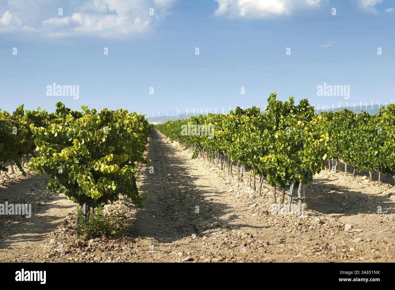 Vineyards in clean lines. Blue sky background Stock Photo - Alamy
