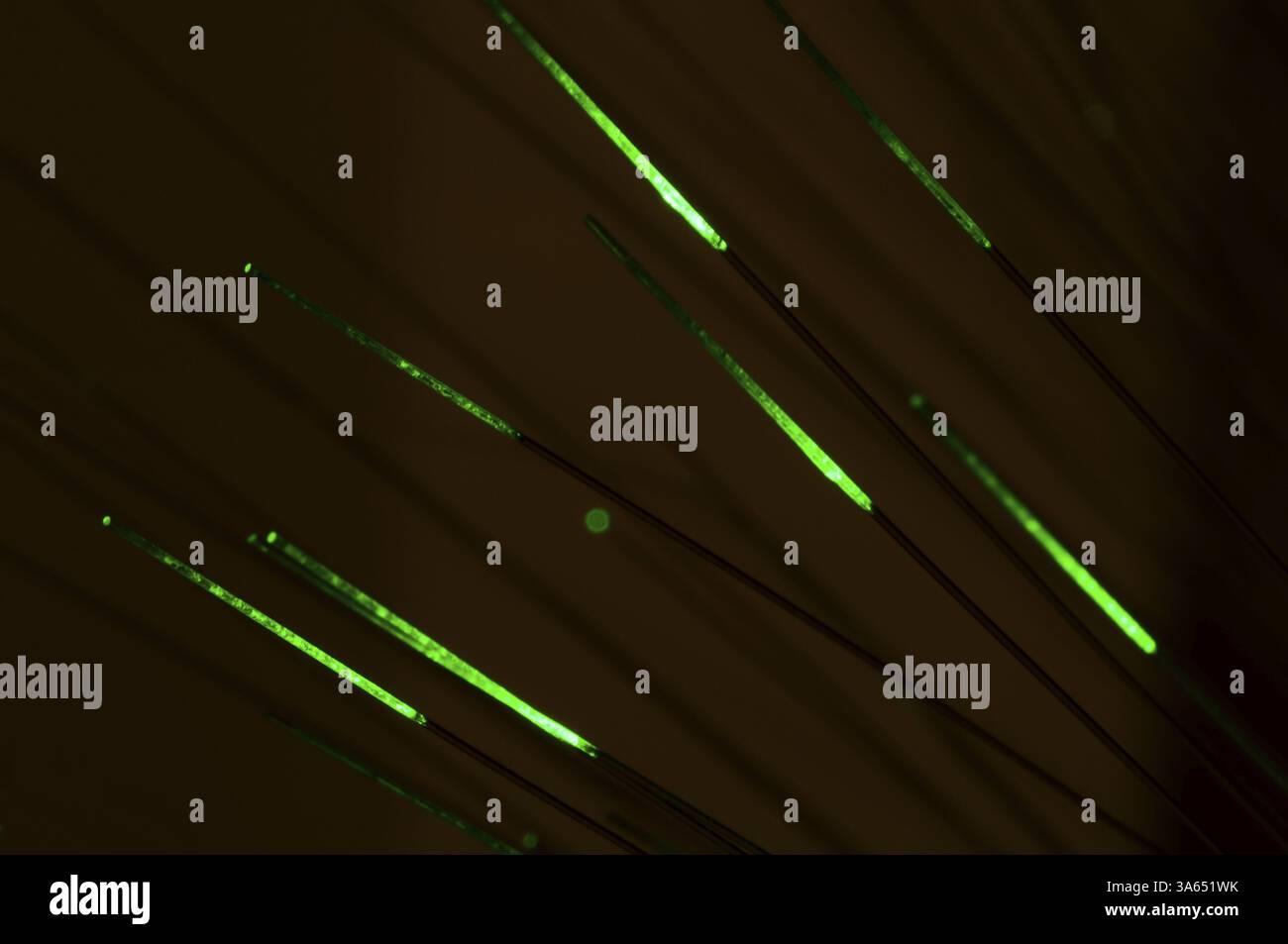 Optical fibers of fiber optic cable. Internet technology. Green color ...