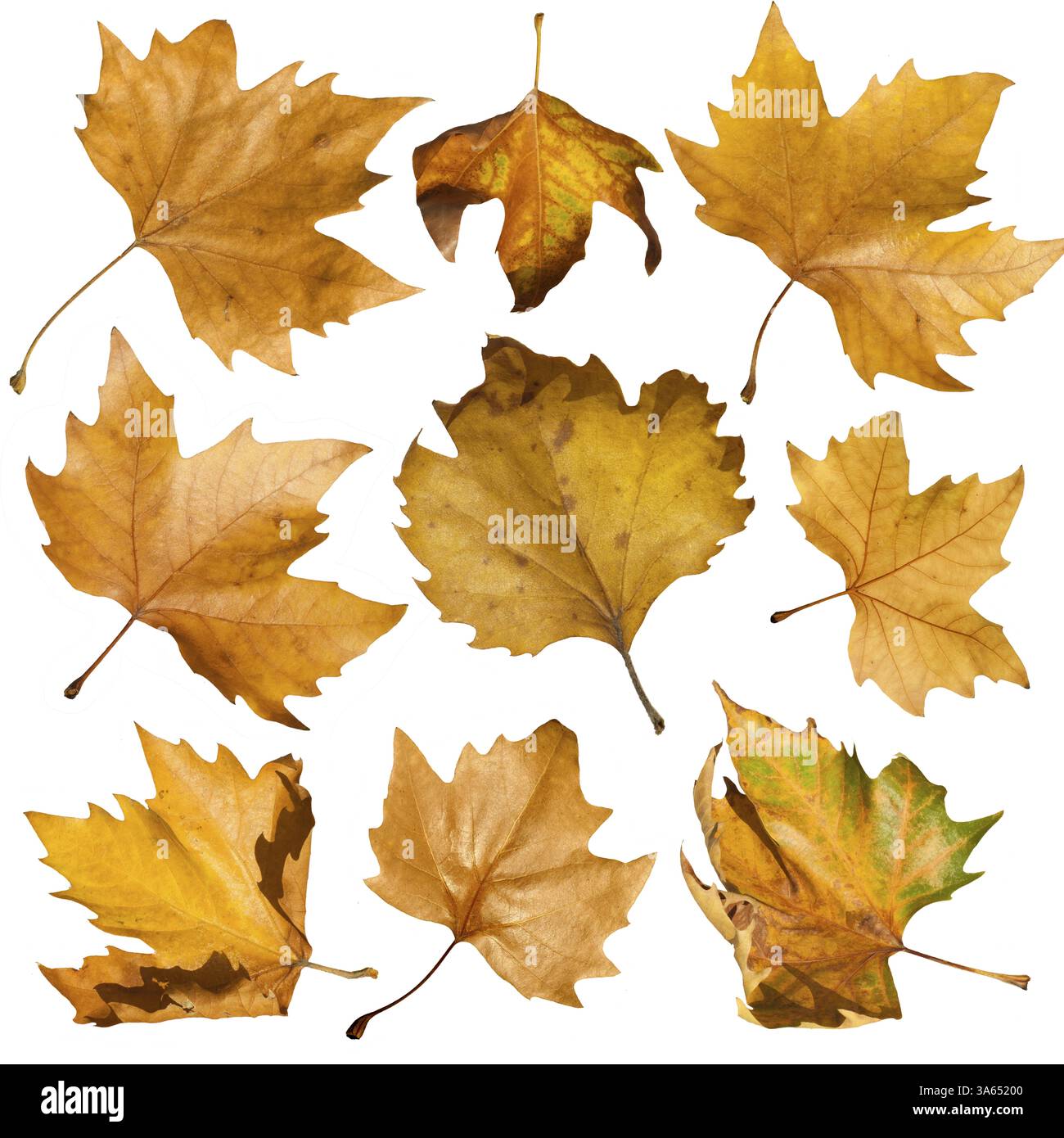 Set leaves isolated on hi-res stock photography and images - Alamy