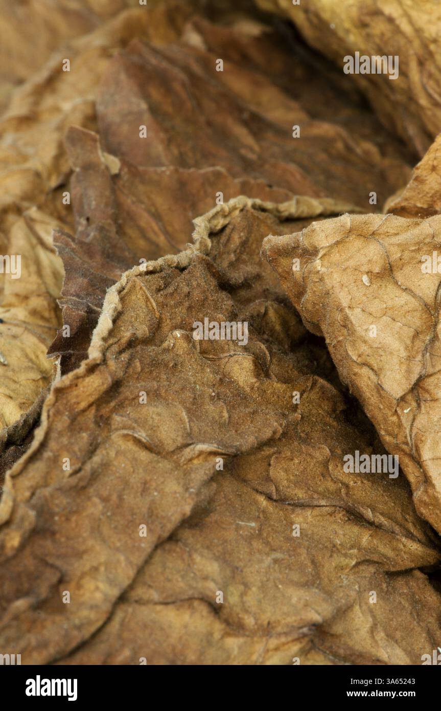 Dried tobacco leaves, fine details closeup Stock Photo - Alamy