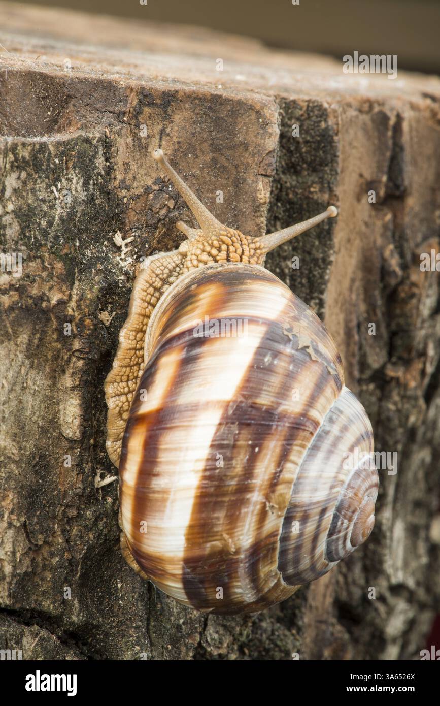 Snail on tree bark. Studio shot Stock Photo - Alamy