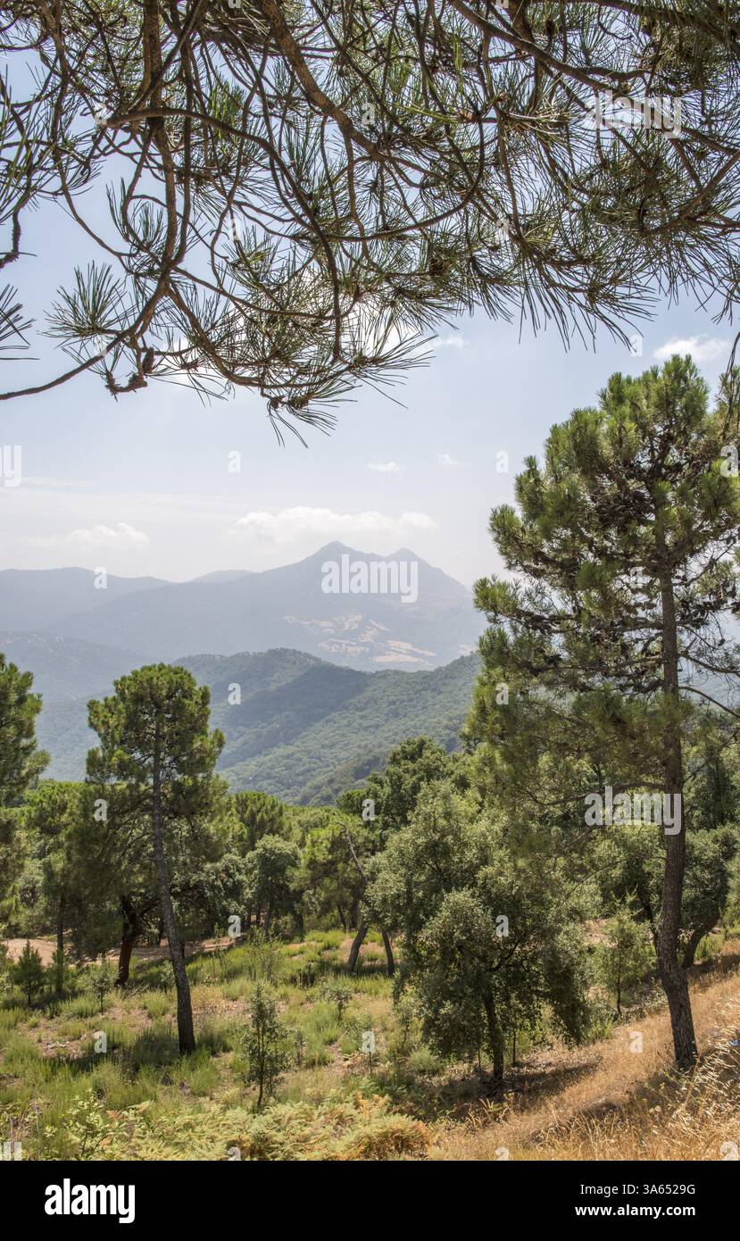 Blue tree trees hill hi-res stock photography and images - Alamy