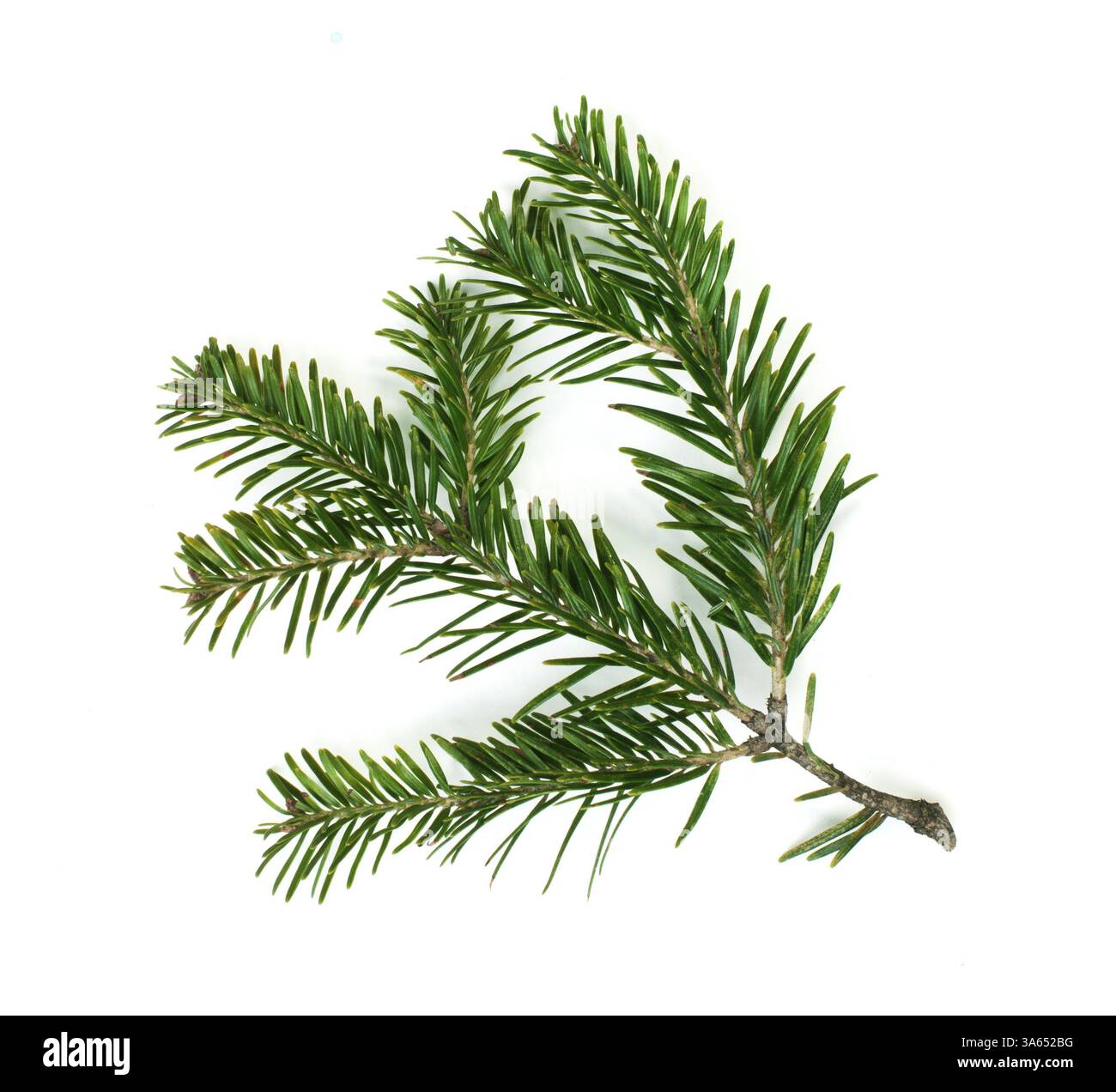 Frame fir branches light Cut Out Stock Images & Pictures - Alamy