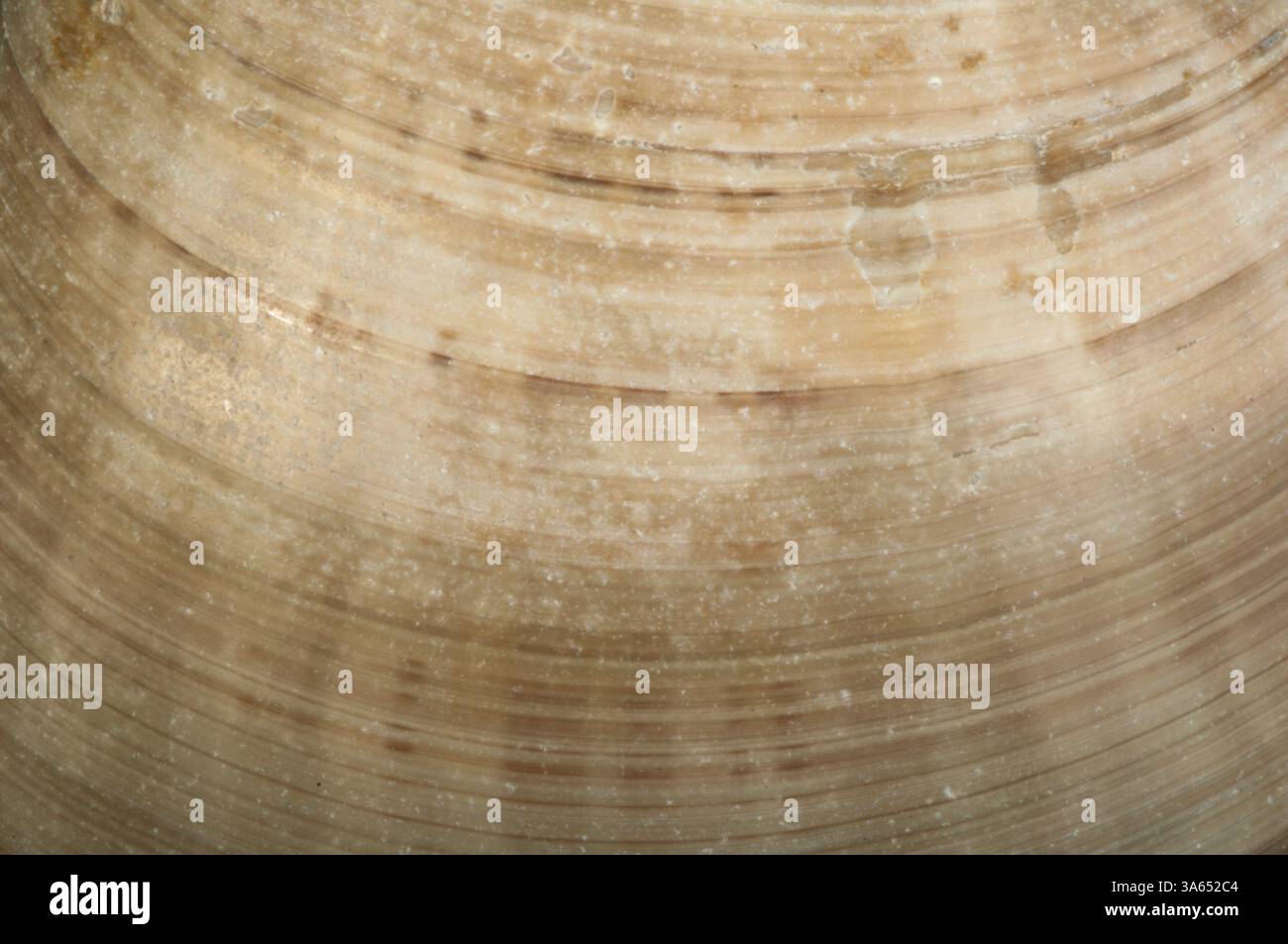 Part of shell very close up for background. Sea shell texture Stock ...