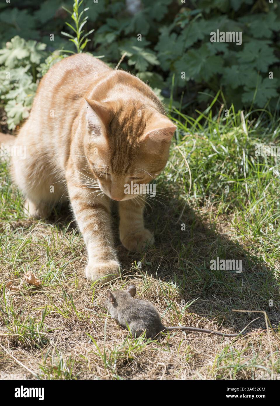Cat and mouse in garden. Cat catching mouse Stock Photo - Alamy