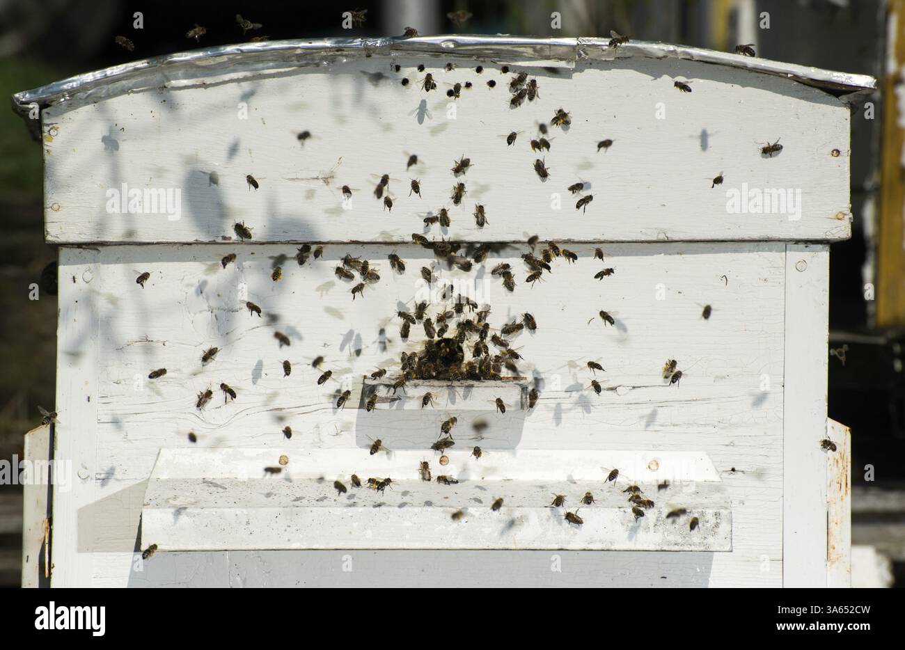 Bees entering the hive. White beehive Stock Photo - Alamy