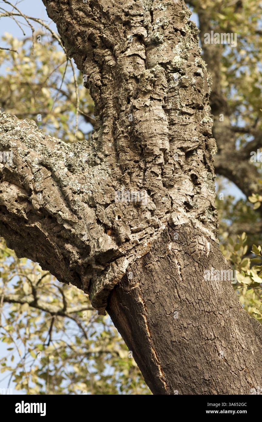 Commiphora tree hi-res stock photography and images - Alamy