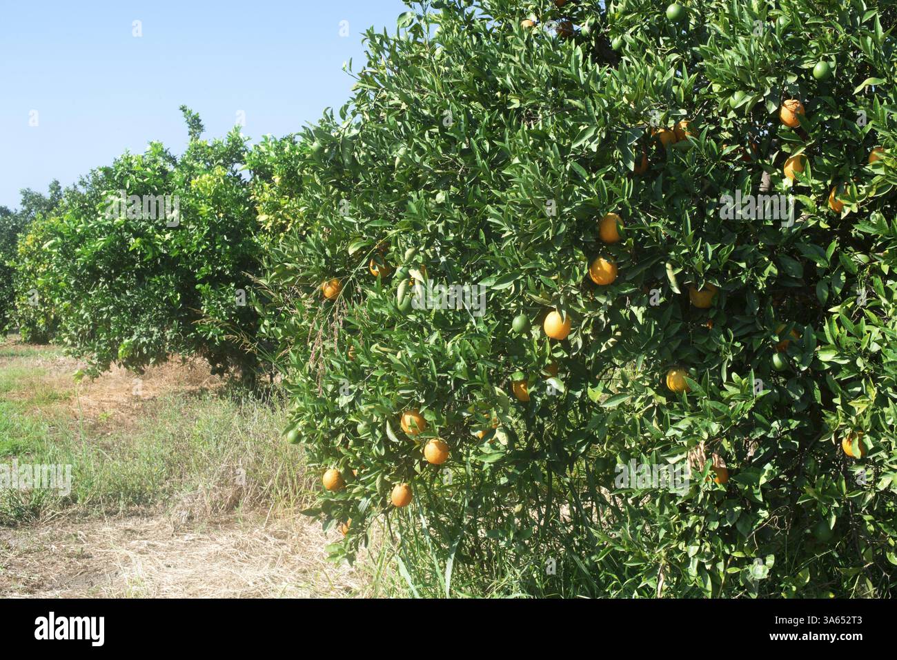 Orange trees in plantation. Agriculture trees. Greece Stock Photo - Alamy