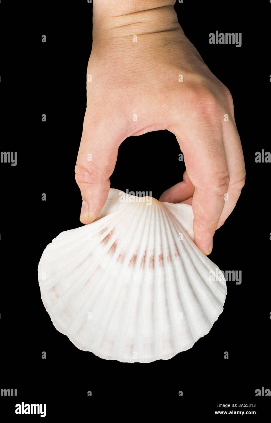 Scallop shell. Black isolated. Hand holding shell Stock Photo - Alamy