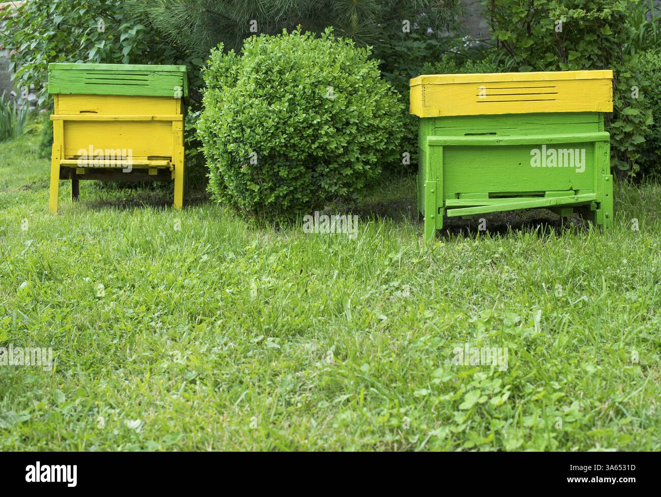 Yellow beehives located on the green lawn Stock Photo - Alamy