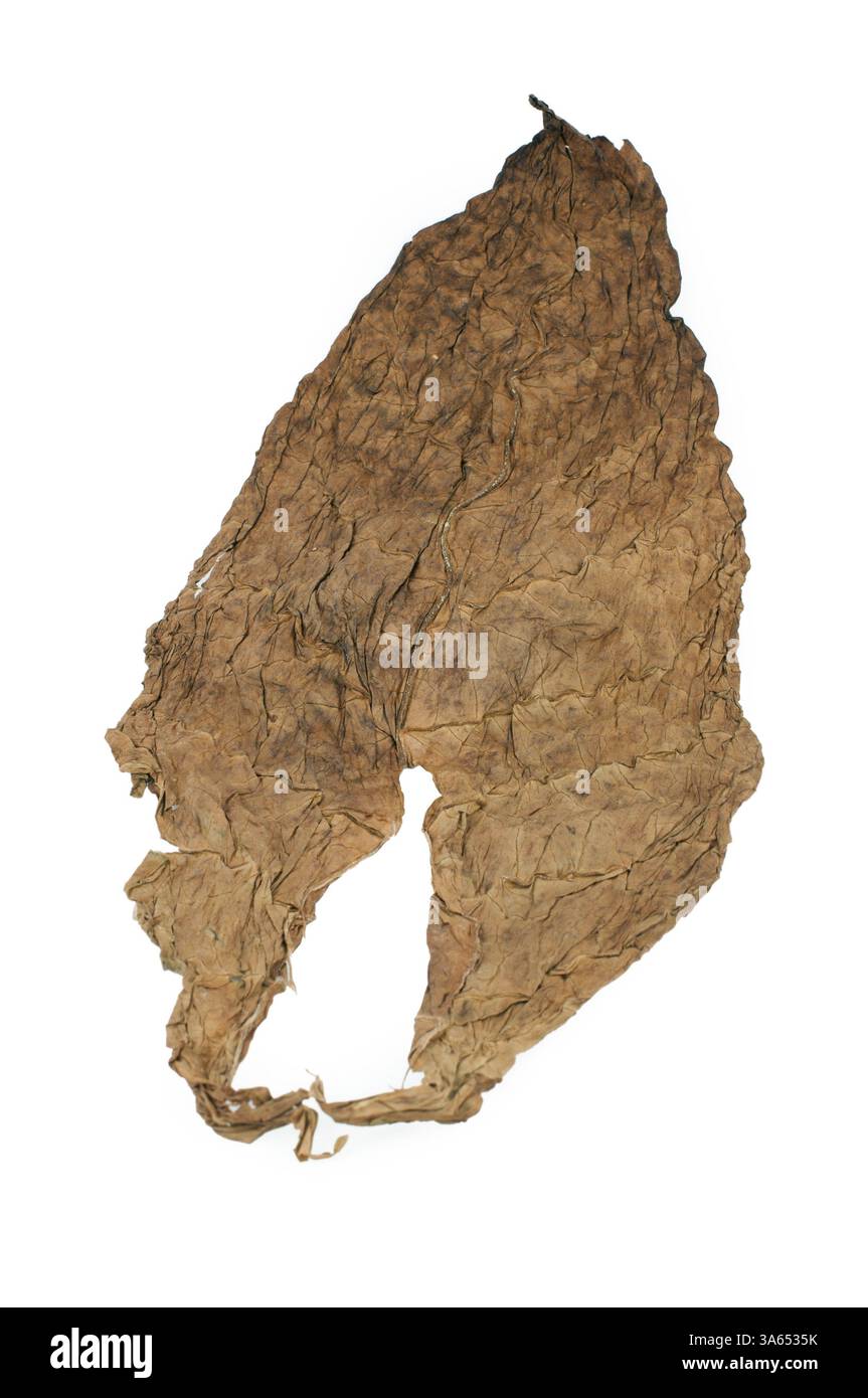 Dried tobacco leaves white isolated. Cuban aged tobacco Stock Photo - Alamy
