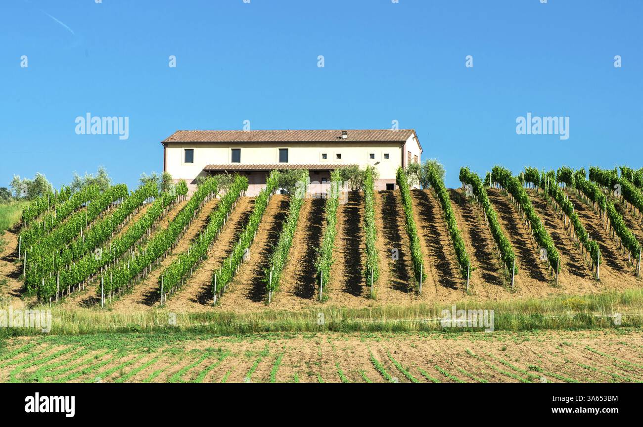 Vine plantations and farmhouse in Tuscany, Italy, Europe Stock Photo ...
