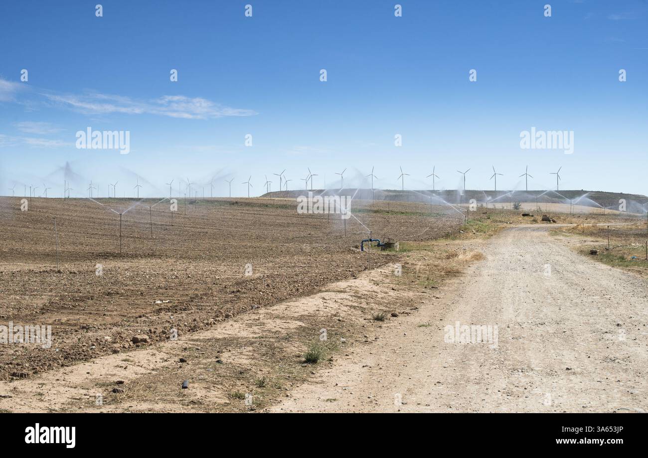 Irrigation sprayers in the field. Yellow plants Stock Photo - Alamy