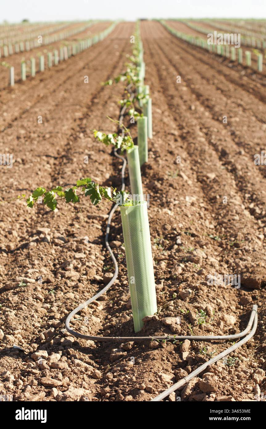 Newly planted vineyards in a row Stock Photo - Alamy