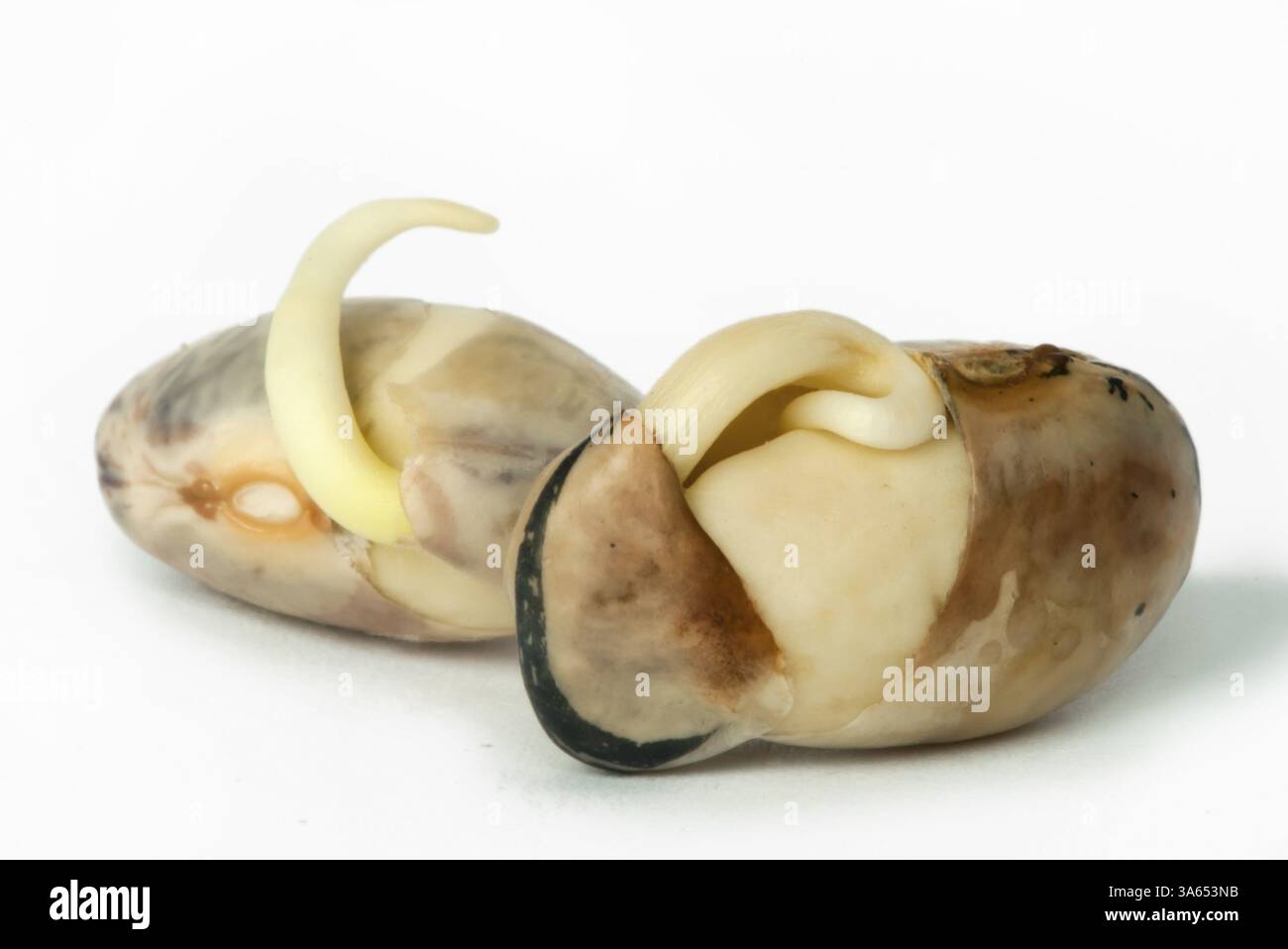 Sprouted beans close up over white Stock Photo - Alamy