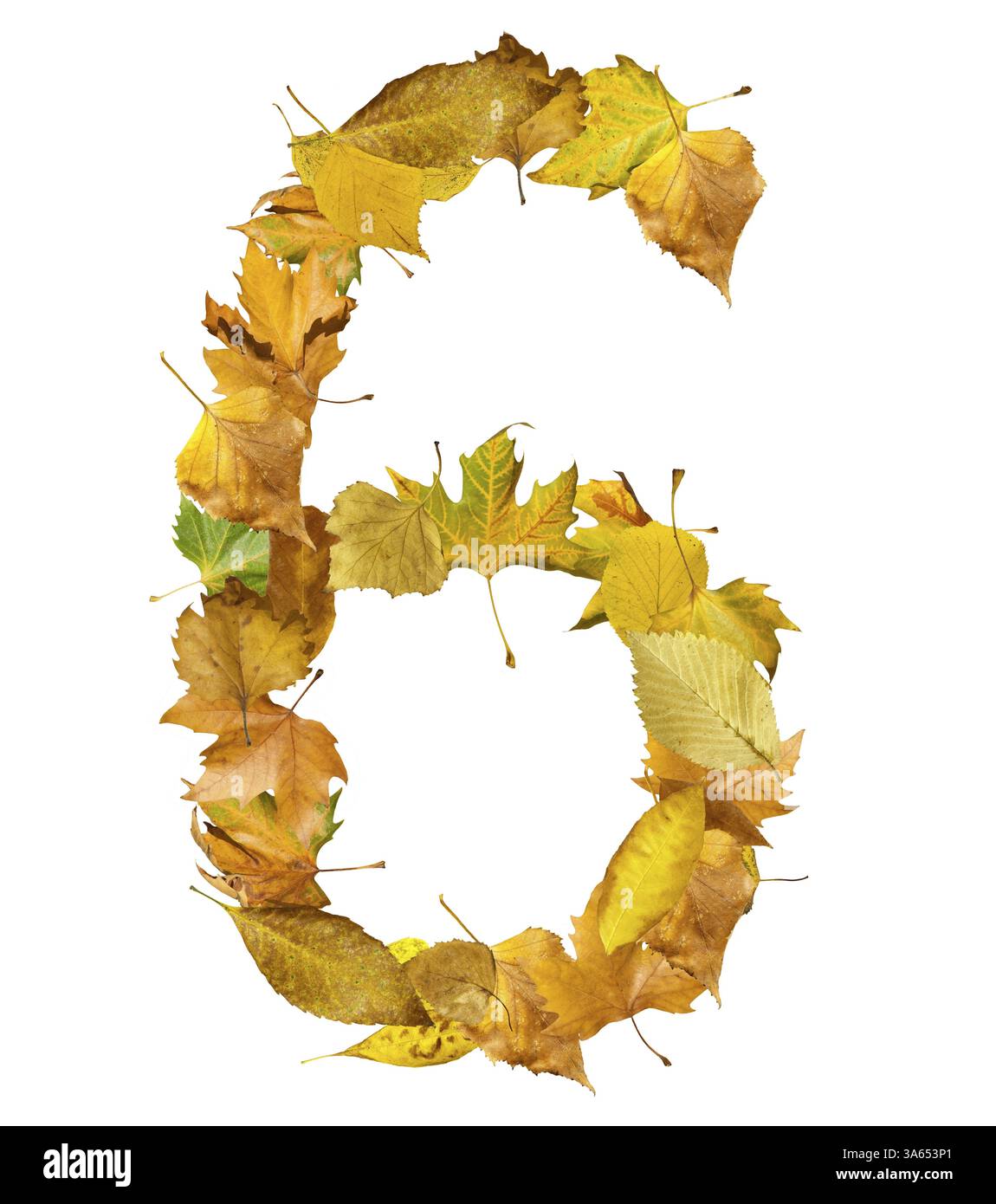 Number six made of autumn leaves. White isolated Stock Photo - Alamy