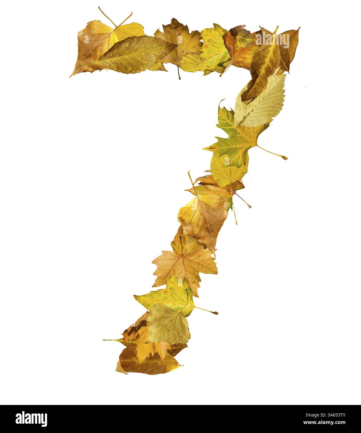 Number seven made of autumn leaves. White isolated Stock Photo - Alamy