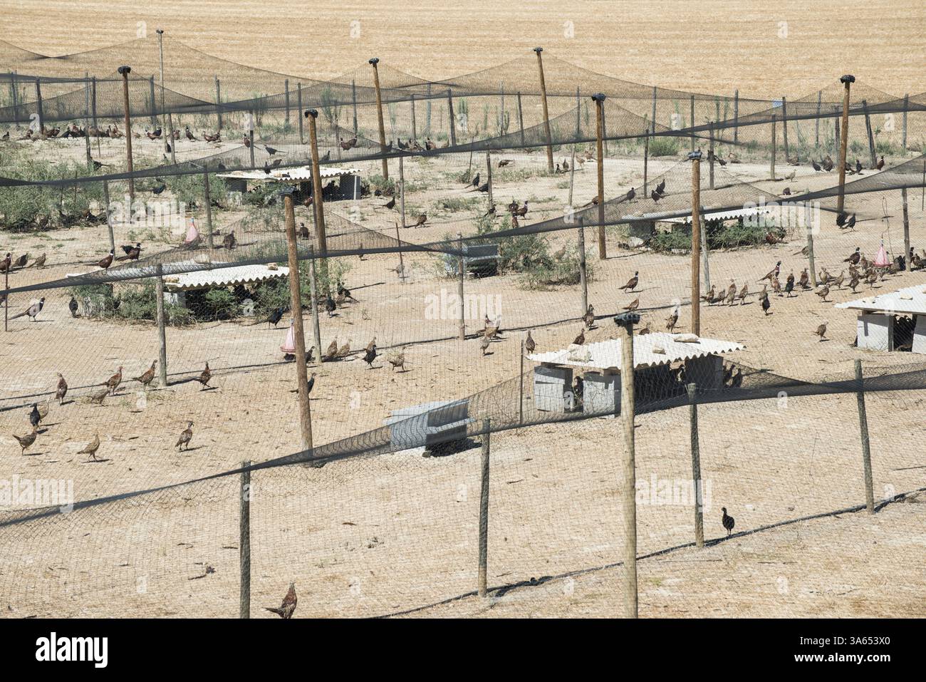 Farm for breeding pheasants Stock Photo - Alamy