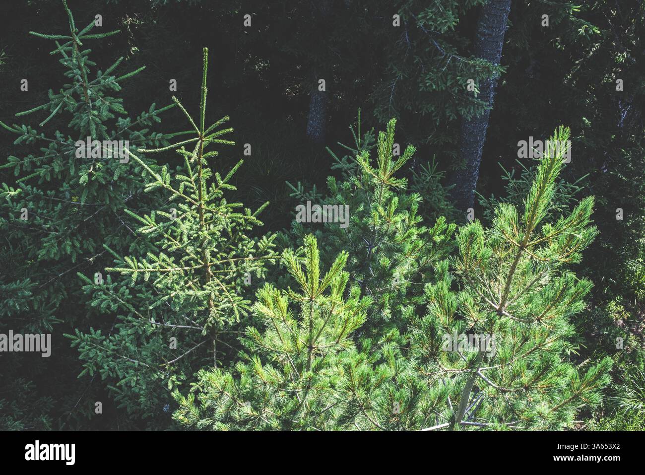 Fir trees overhead view hi-res stock photography and images - Alamy