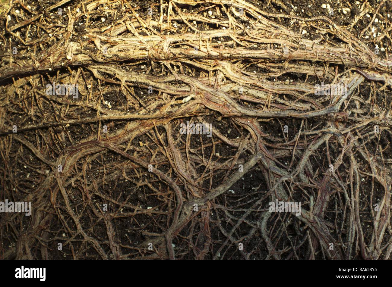 Roots of a flower closeup Stock Photo - Alamy