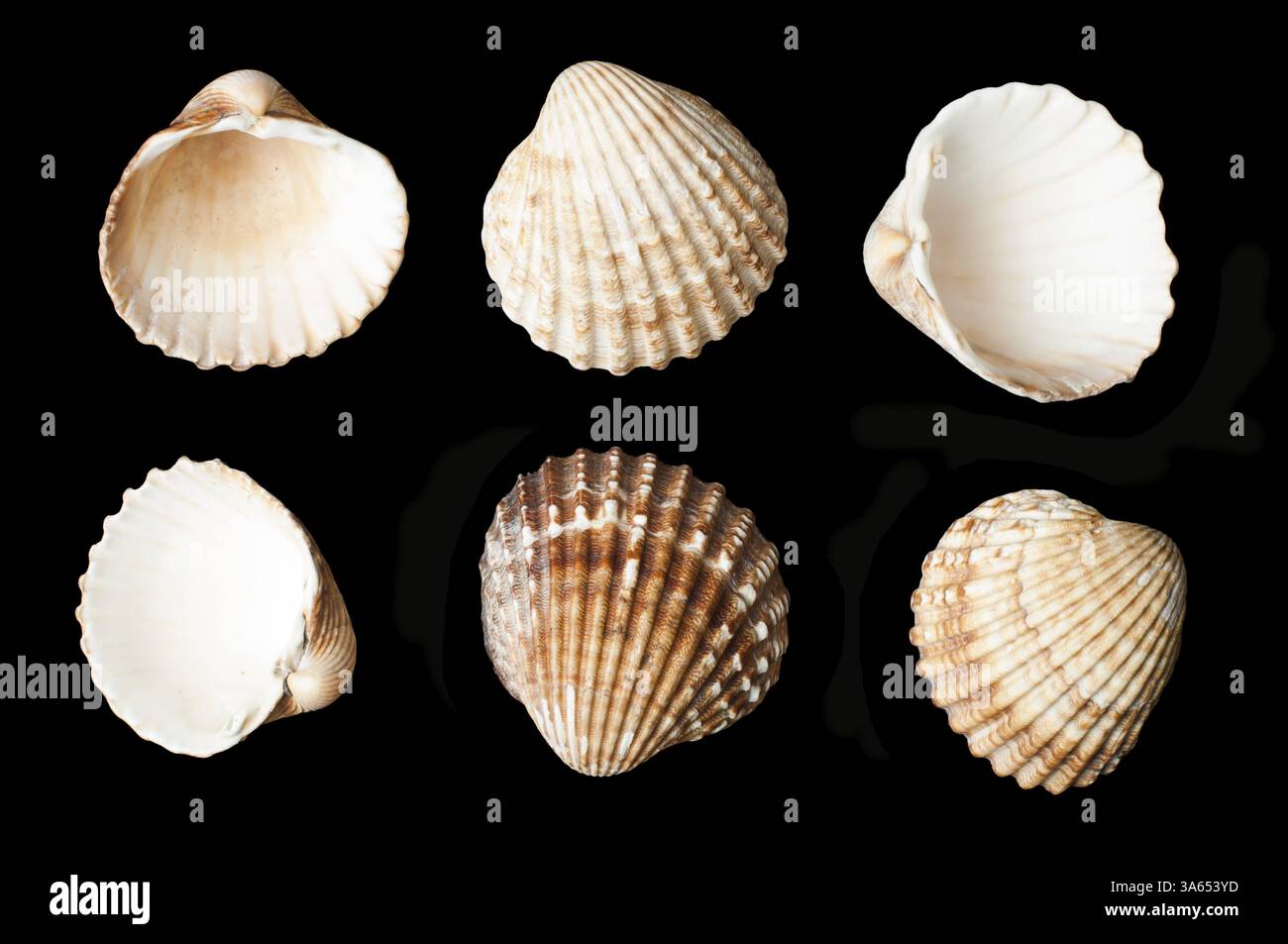 Set of sea â€‹â€‹shells black isolated. Studio shot Stock Photo - Alamy