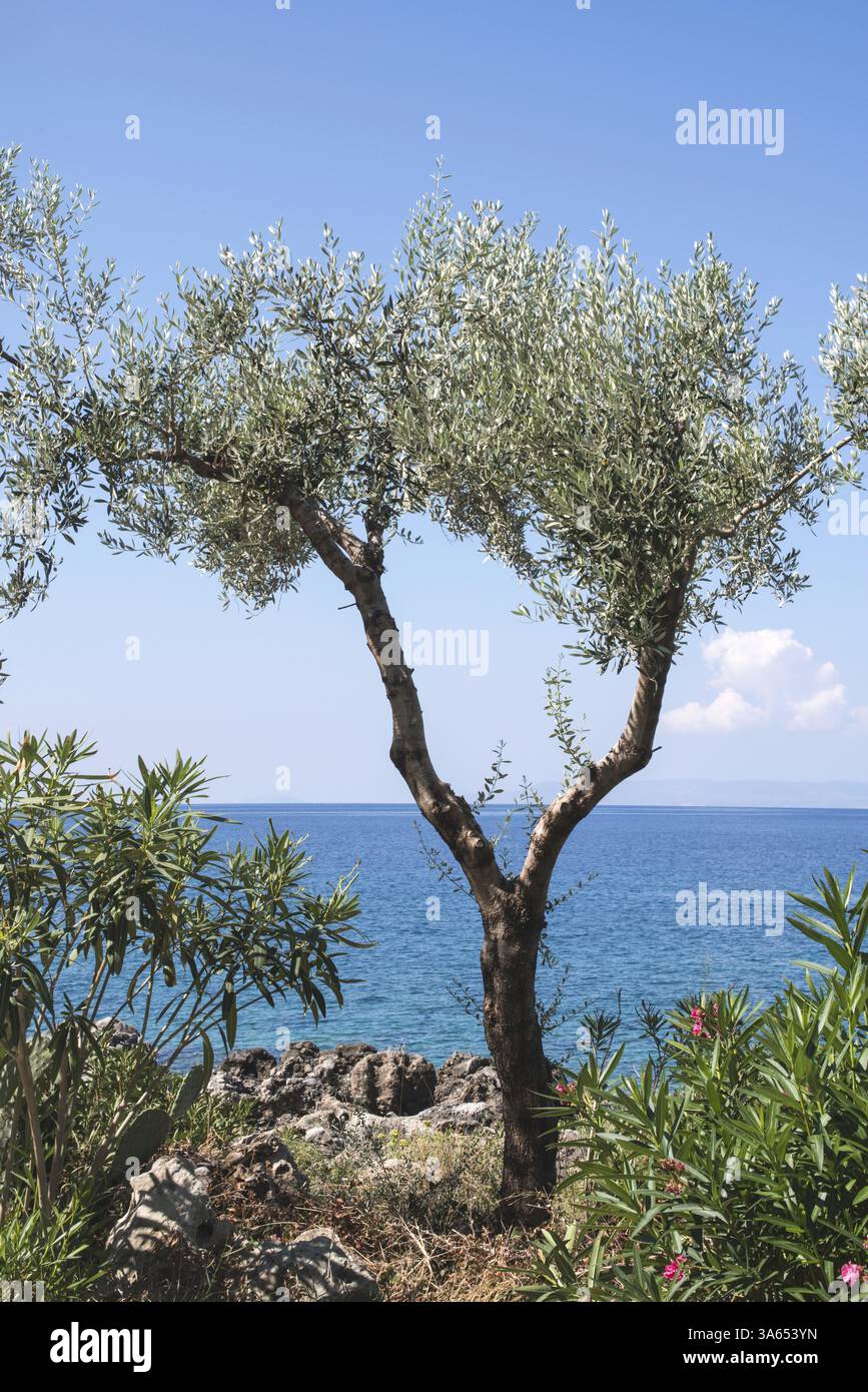 Olive tree on the beach. Blue sky. Greece Stock Photo - Alamy