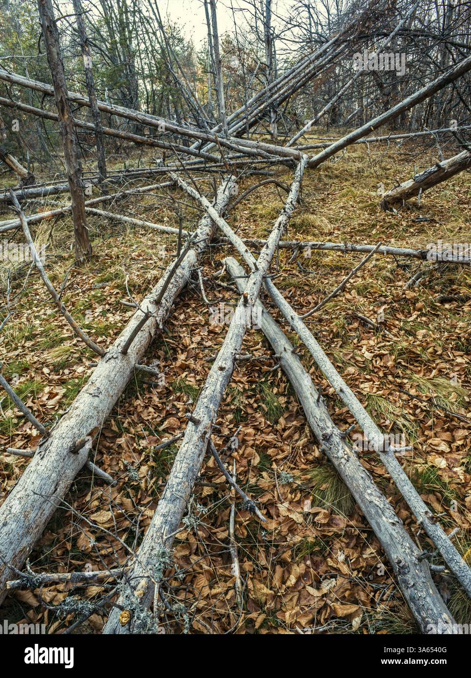 Fallen dead trees hi-res stock photography and images - Alamy