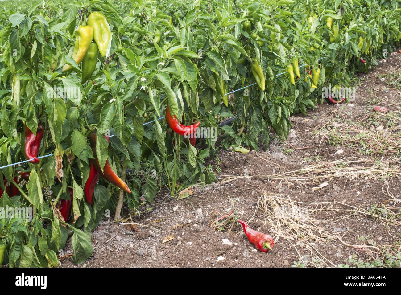Plantations of peppers in the field. On a row Stock Photo - Alamy