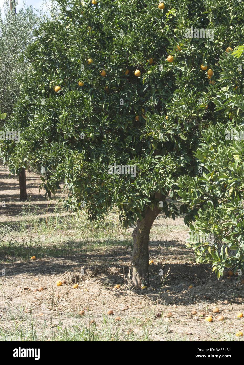 Orange trees in plantation. Agriculture trees. Greece Stock Photo - Alamy