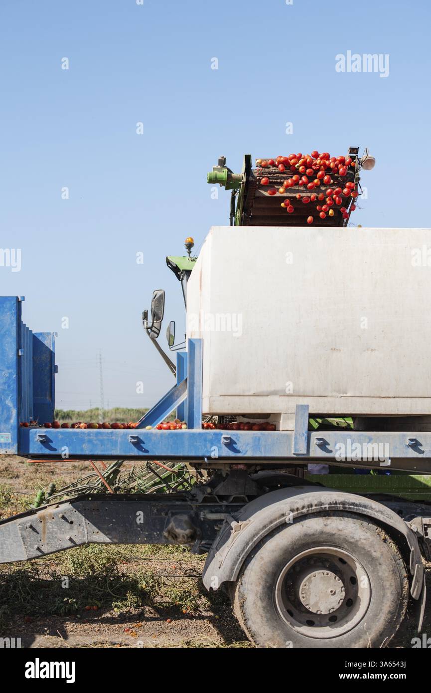 Harvester collects tomatoes in trailer. Close up pile tomatoes Stock ...